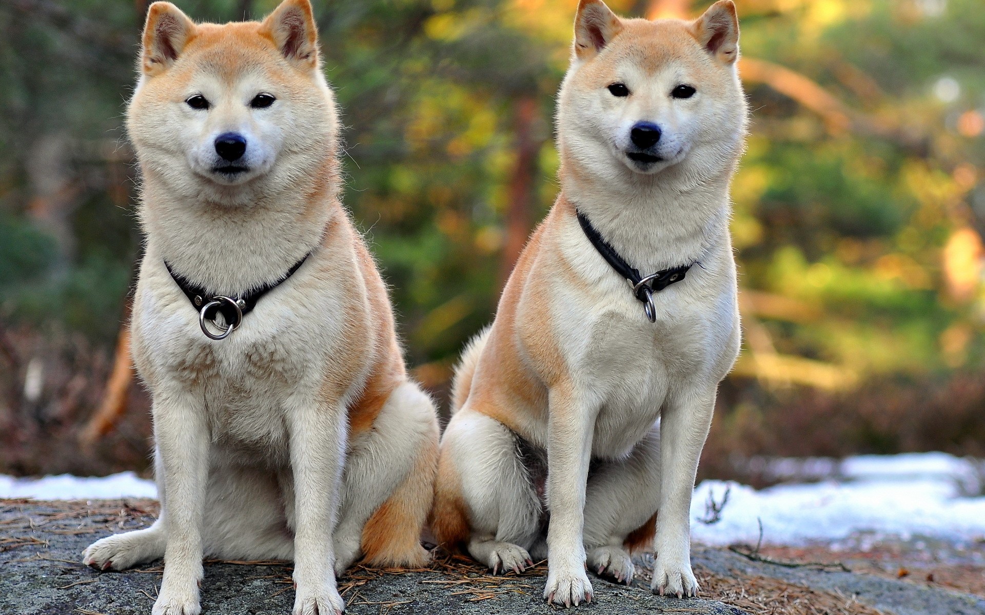 Shiba Inu Dojo